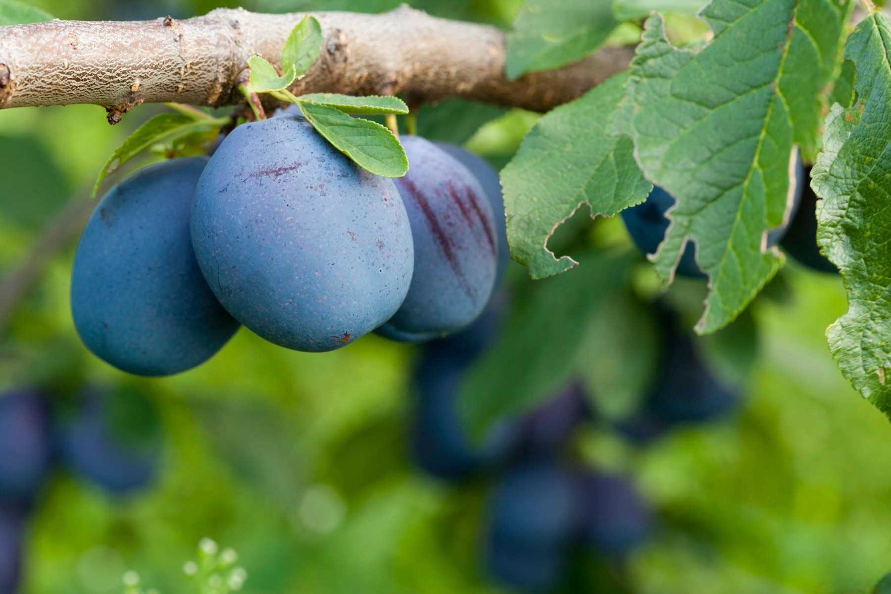 Šljiva je najjači antioksidant